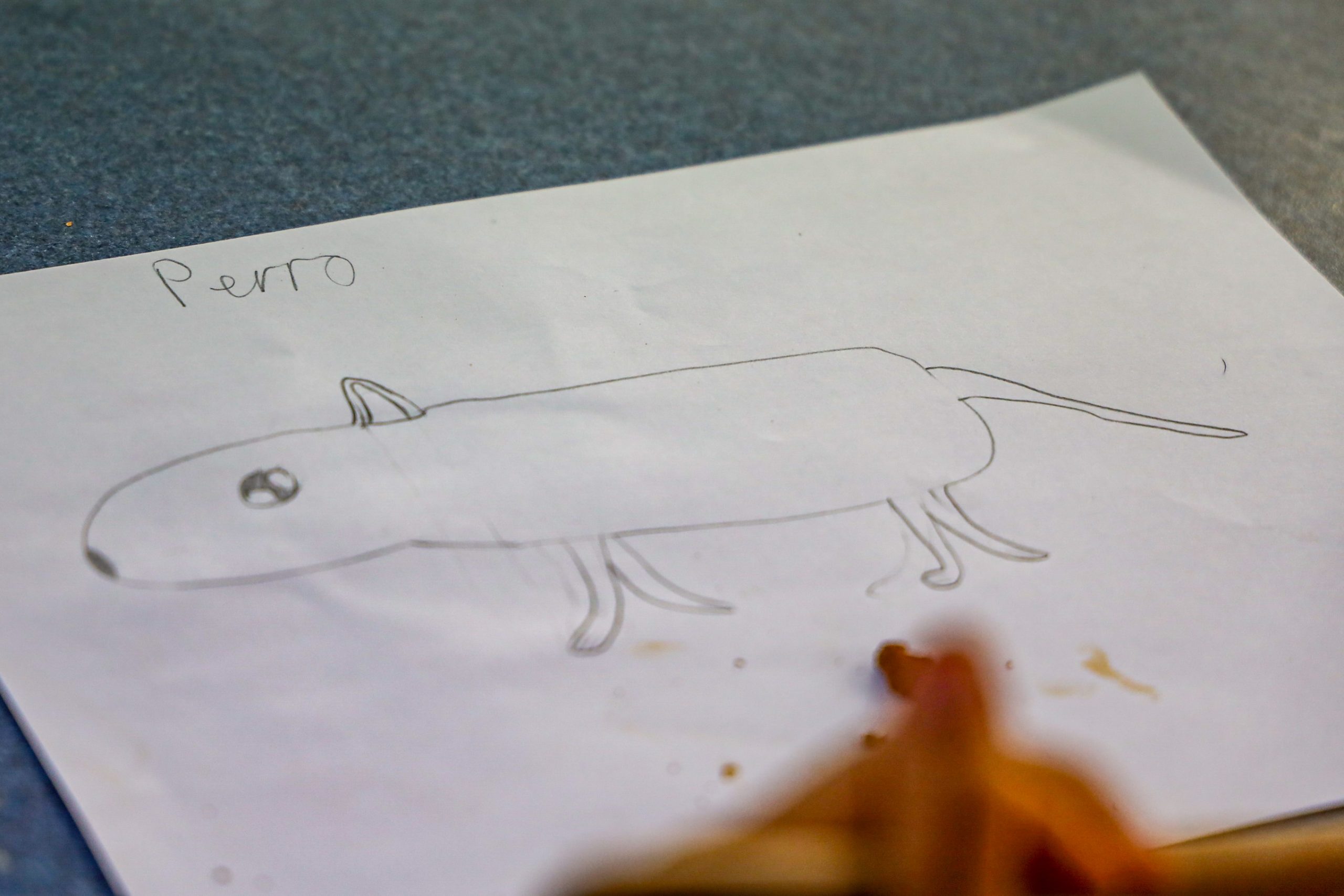 Year 2 Spanish Class | Describing Animals! - Canterbury College